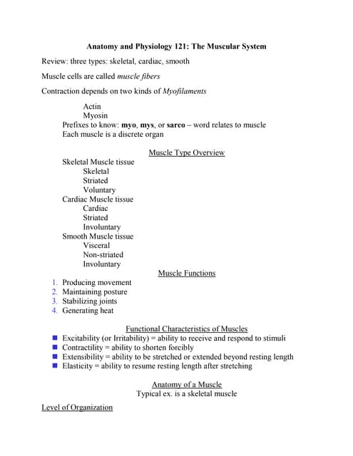 The Muscular System | PPTX