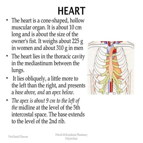 07 heart | PPT