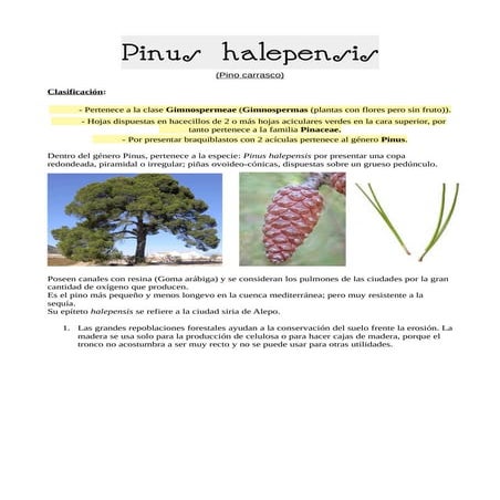 Pino Halepensis | PDF
