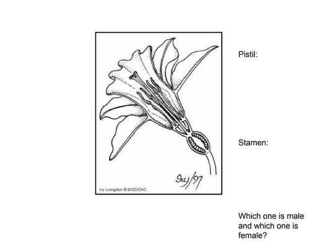 Diallele selective mating system | PPTX