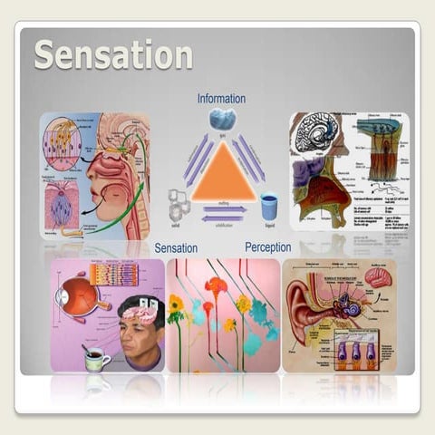 Sensation | PPT