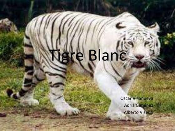El tigre blanc | PPT