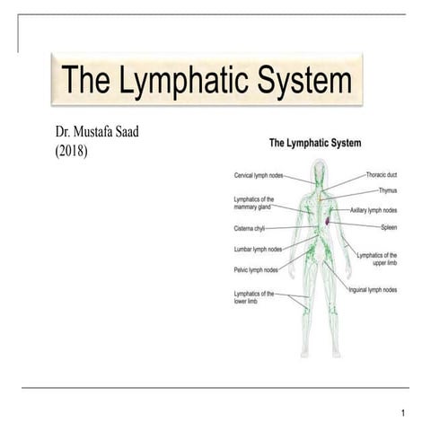 The Lymphatic System and Its Functions on Human Body | PPTX
