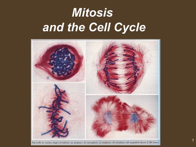 Mitosis and Meiosis for Grade 7 Science 7 | PPT | Biological Sciences ...