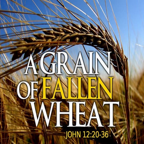 080824 A Grain Of Fallen Wheat John 12 20 36 Dale Wells | PPS
