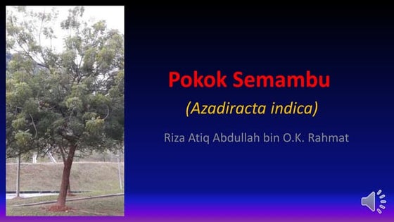 Pokok durian belanda | PPT