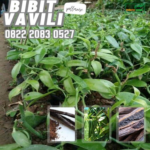 0822.2083.0527 (Tsel) Sentral Bibit Vanili | PDF