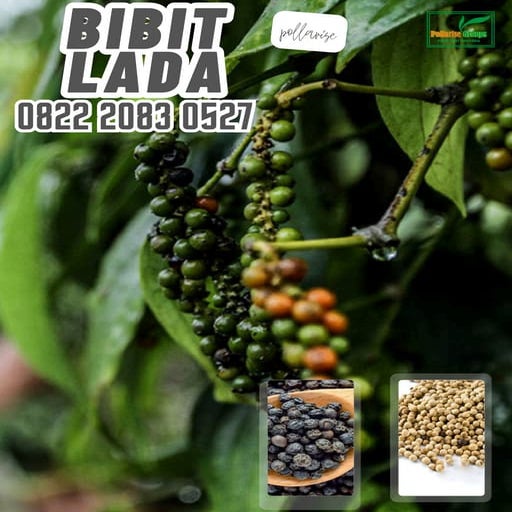 0822.2083.0527 (Tsel) Pusat Bibit, Benih Lada Yang Baik | PDF
