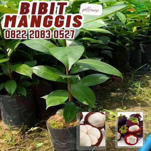 0822.2083.0527 (TSEL) Sentra Bibit Manggis , Bibit Manggis Genjah ...