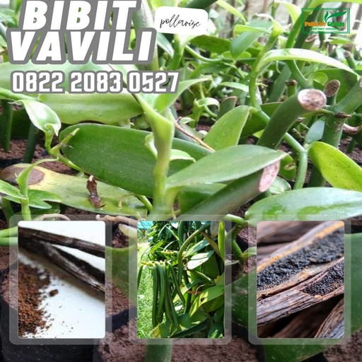 0822.2083.0527 (Tsel) Sentral Bibit Vanili Semarang | PDF