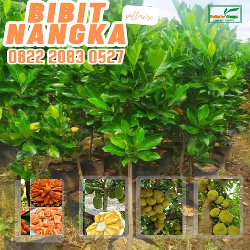 0822.2083.0527 (Tsel) Harga Bibit Jeruk Tongheng | PDF