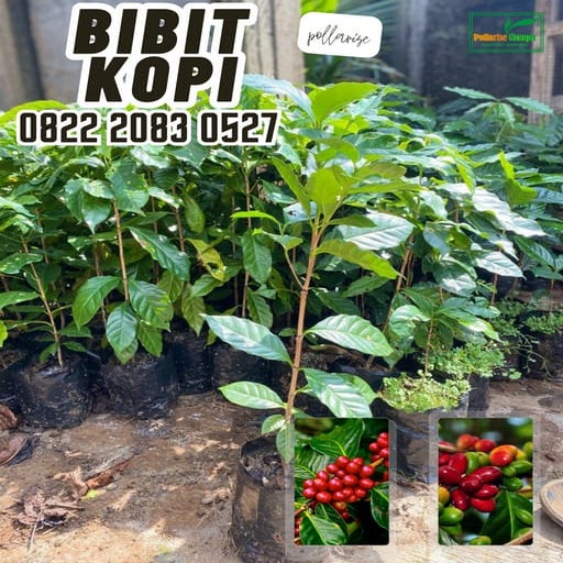 0822 2083 0527 ( Tsel ) Sentra Bibit Kopi, Bibit Kopi Robusta ...