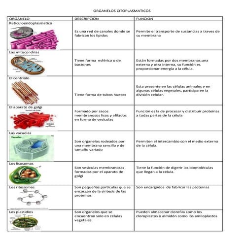 Orgánulos de la célula (tabla) | PDF