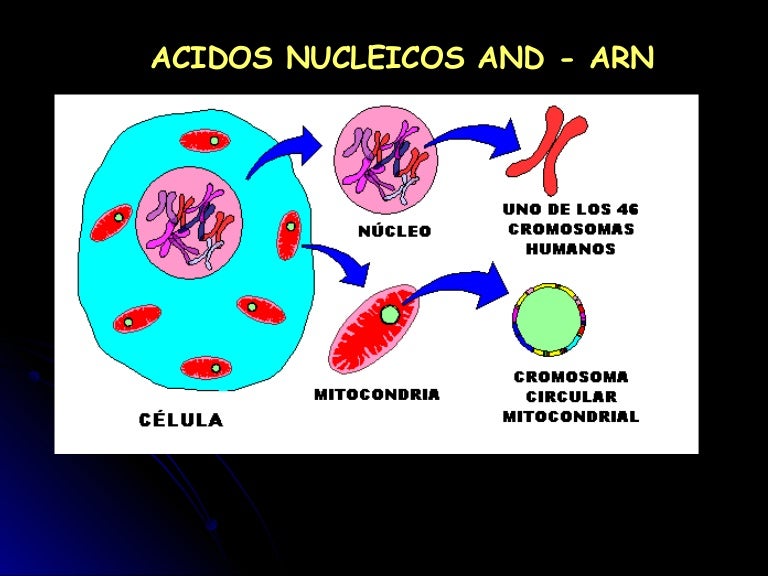Acidos Nucleicos