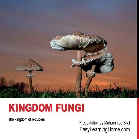 Fungi | PPTX