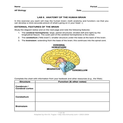 08 labbrainanatomy | PDF
