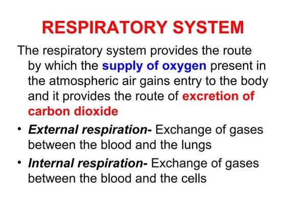 development of respiratory sysytem.pptx | Lung and Respiratory Health ...