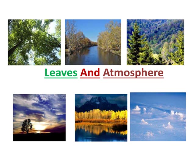 Gases Exchange in Plants | PPTX