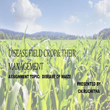 DOWNY MILDEW OF MAIZE | PPTX