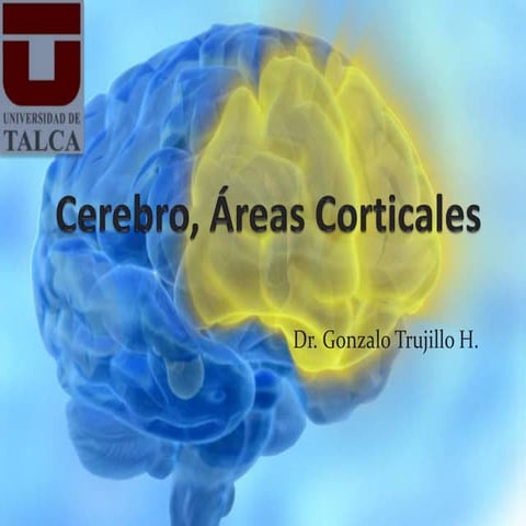09. Cerebro, Areas Corticales, corteza.pptx