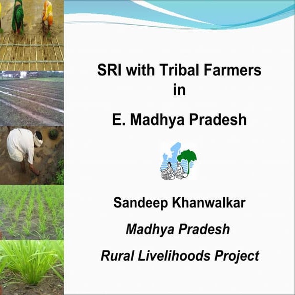 0943 SRI with Tribal Farmers in E. Madhya Pradesh | PPT