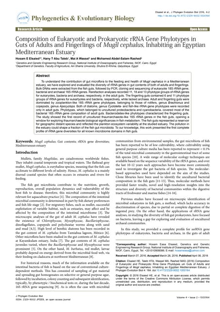 First discovery of dicyemida (mesozoa) in caribbean cephalopods | PDF ...