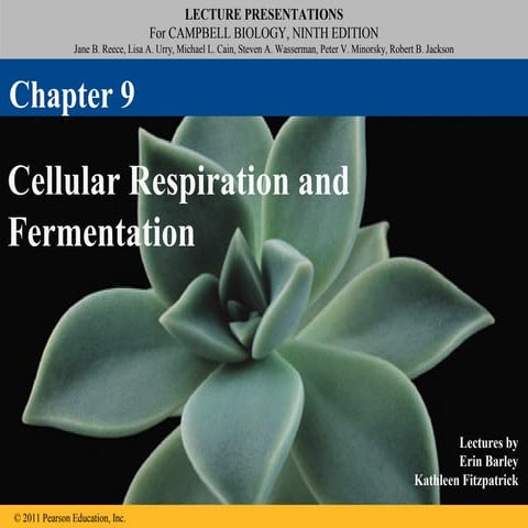 cellular respiration and fermentation | PPT