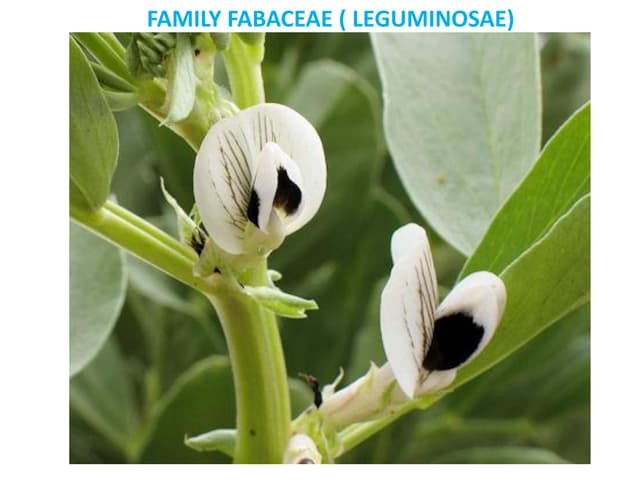 Brassicaceae family (BRASSICACEAE) | PPTX