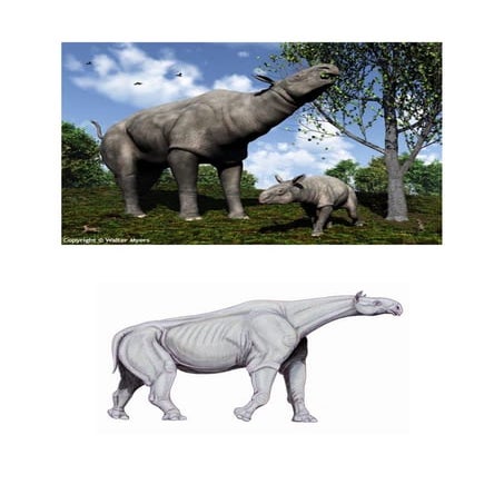 PARACERATHERIUM RESİM | PDF