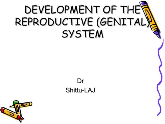 Development of the female reproductive system | PPT
