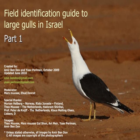 Part 1 - Updated 25/1/11 Israel large Ad Gulls of Israel Identification ...