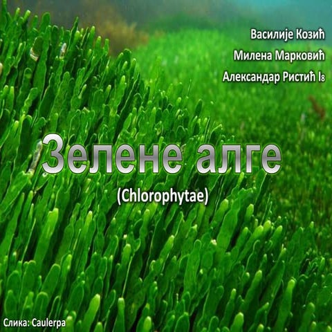 Зелене алге I-8 | PPTX