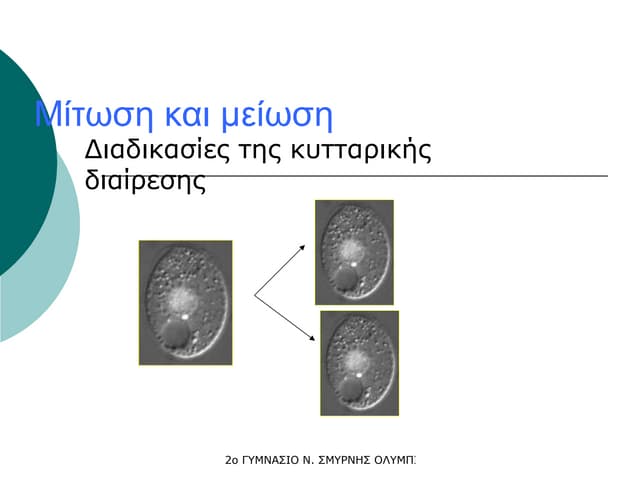 μιτωση μειωση βιολογια γ γυμνασιου | PDF
