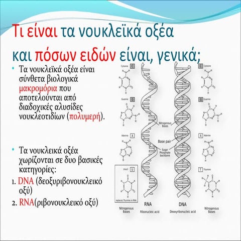 νουκλεϊκά οξέα 1ος κύκλος | PPS