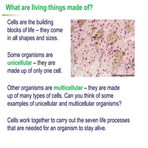 Cell bio review sheet | DOCX