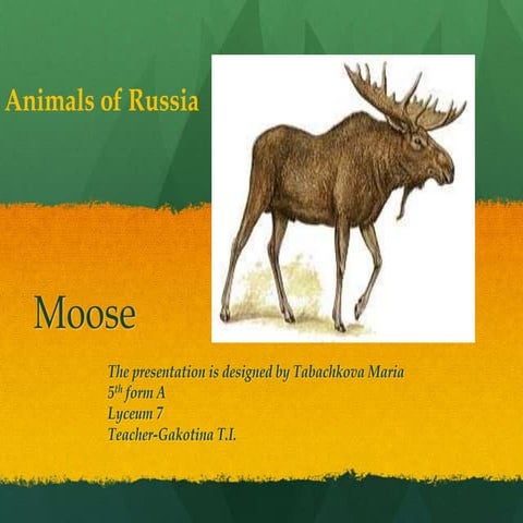 Wild animals of russia | PPTX