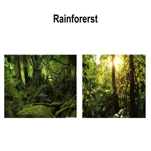 1. rainforest pdf | PDF