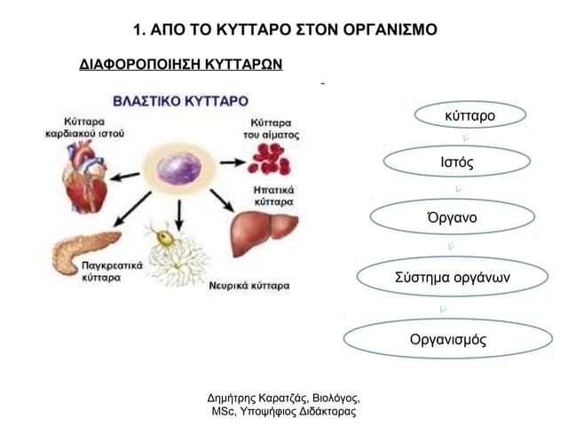 Μάθημα: Βιολογία. Β' Λυκείου. 1ο Κεφ.-Σημειώσεις σχολικού βιβλίου | PPTX