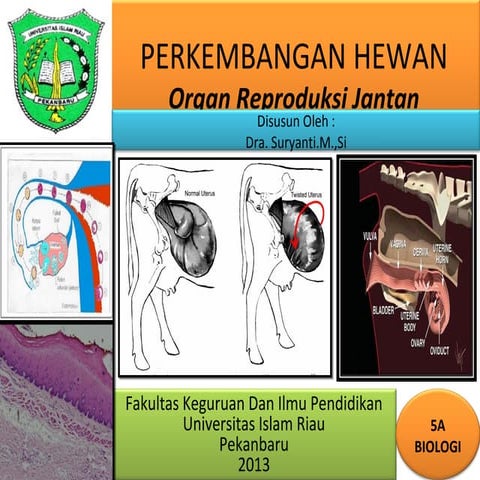 Anatomi reproduksi jantan dan betina pada sapi dan babi | PPTX
