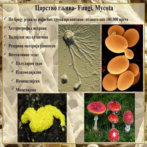 Gljive | PPT