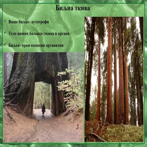 1. Tvorna tkiva | PPT