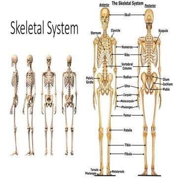 Skeletal System | PPTX