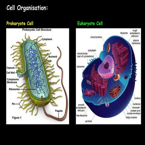 6.12B Cell Organization | PPT