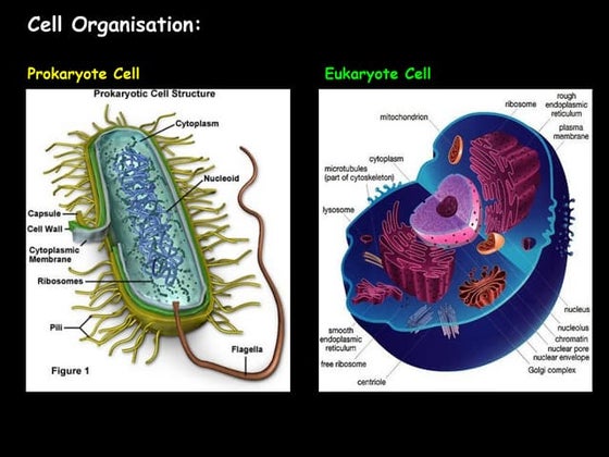 Types of cells notes ppt | PPTX
