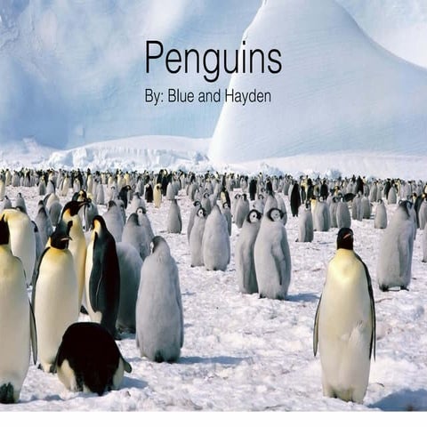 1. penguin power point | PPT