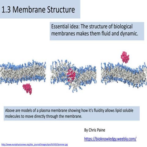 membrane structure | PPTX | Chemistry | Science