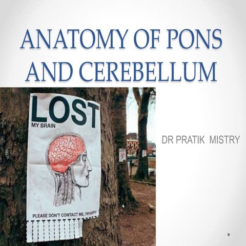 Pons Anatomy | PPTX