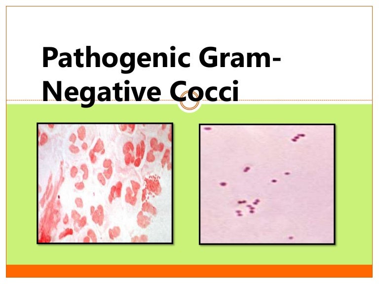 Pathogenic Gram-Negative Cocci