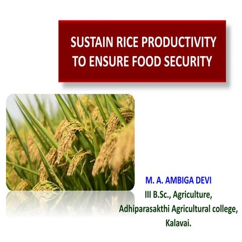 SUSTAIN RICE PRODUCTIVITY TO ENSURE FOOD SECURITY | PPT