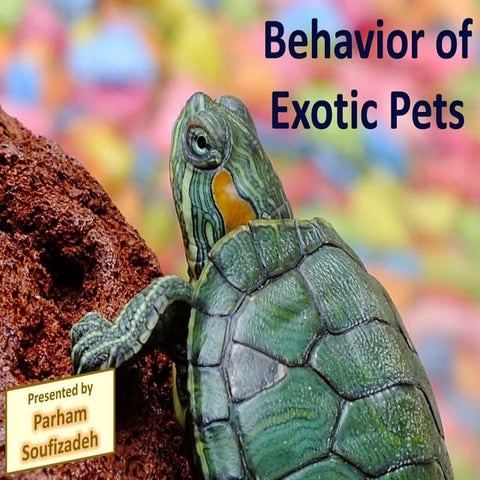 Behavior of Exotic Pets - Snakes | PDF